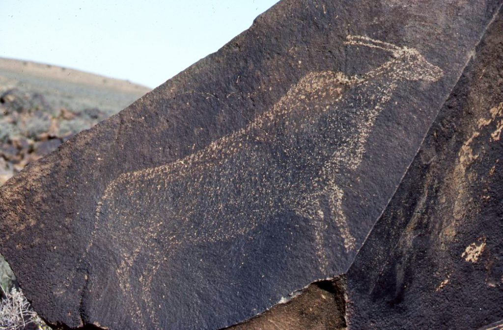 Eland Rock Engraving | The Adventures of Willem and Judith Kempen