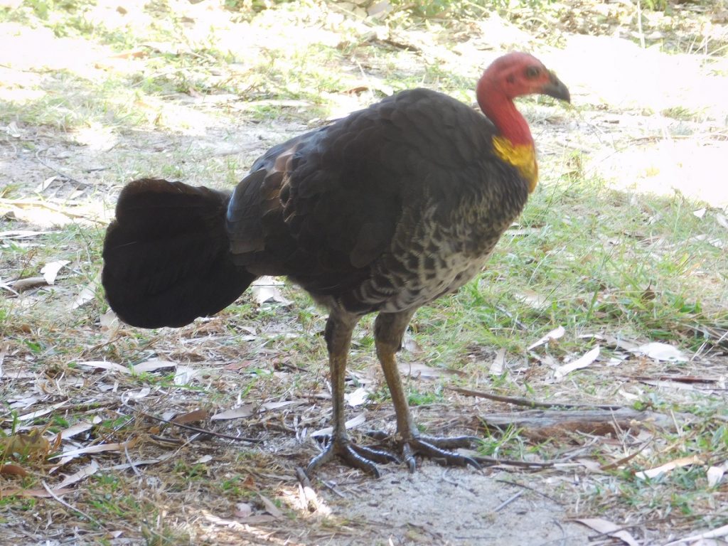 Scrub Turkey | The Adventures of Willem and Judith Kempen